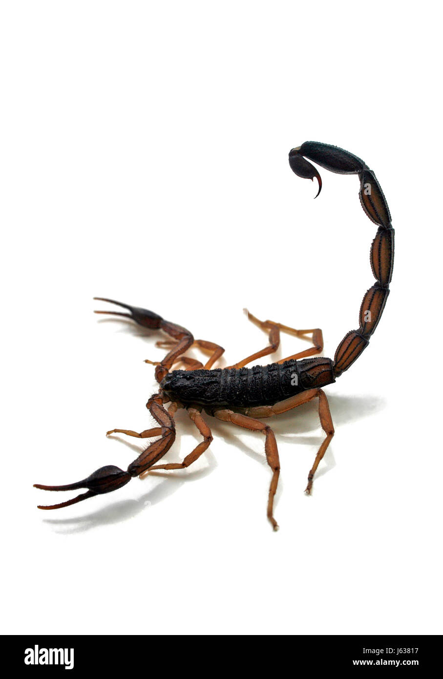 sting scorpio tropics central america sting scorpio tropics costa rica ...