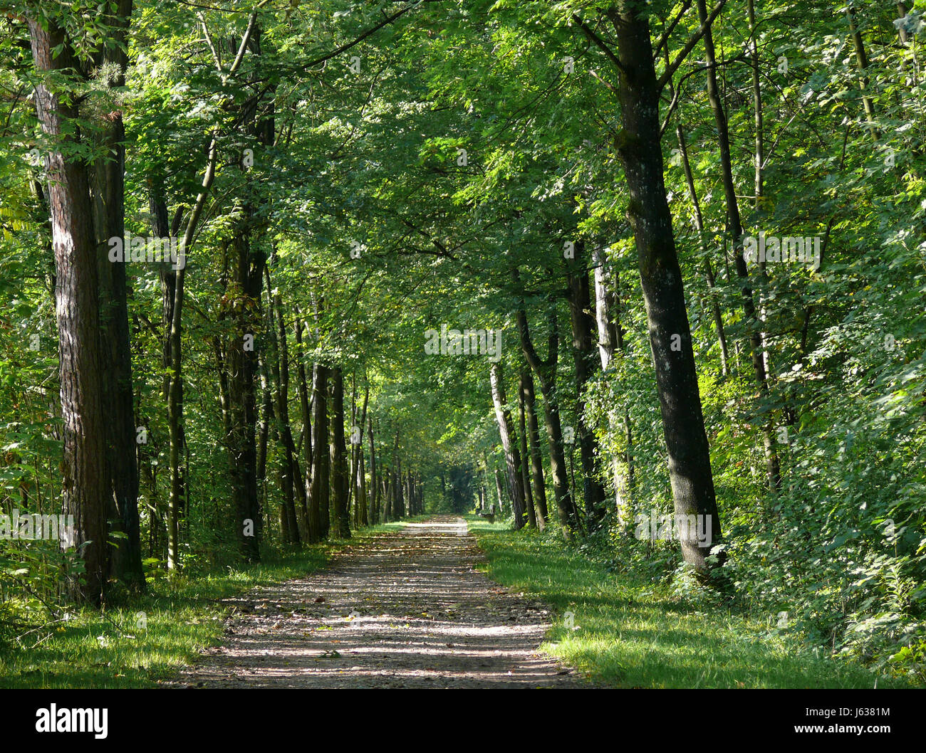 path through the woods Stock Photo - Alamy