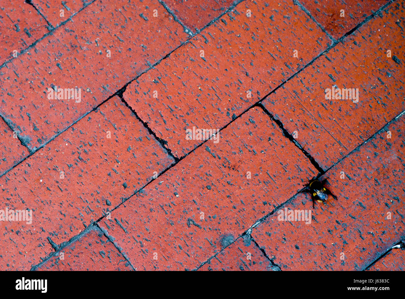 flow stone insect bumblebee ceramic tiles brick graphic flow stone ...