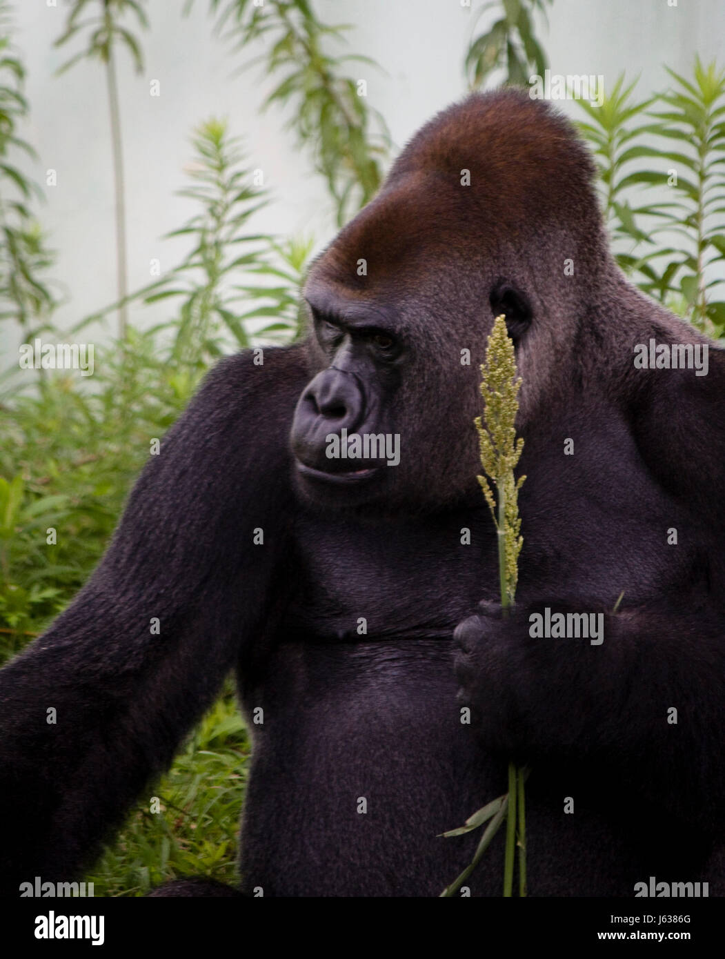 mammal monkey gorilla anthropoid mammal monkey mammals apes gorilla ...