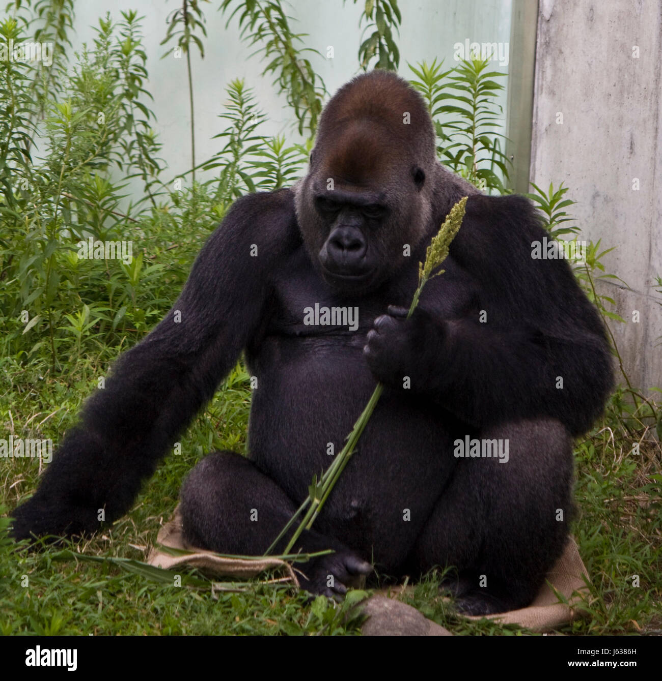mammal monkey gorilla anthropoid mammal monkey mammals apes gorilla ...