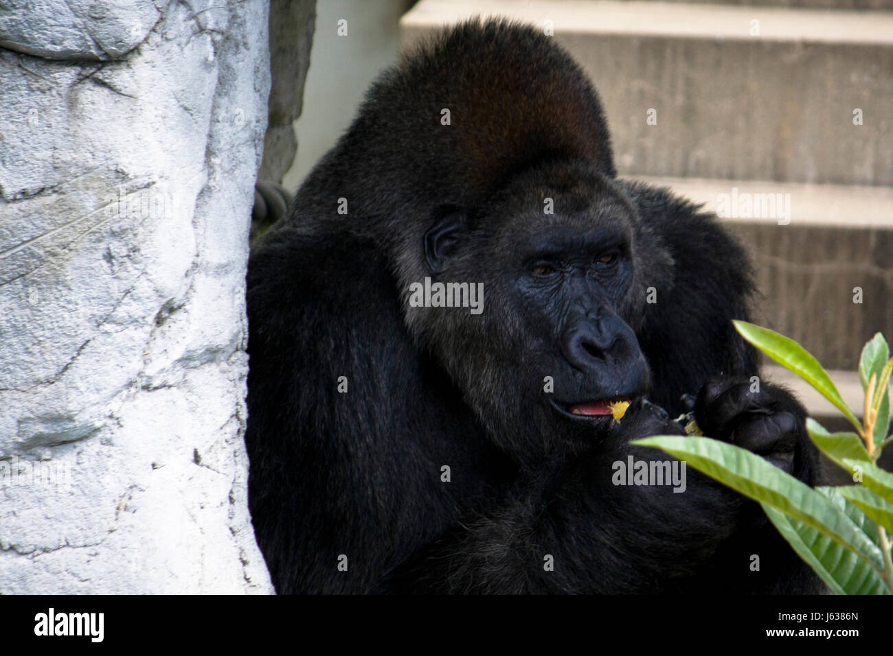 Gorilla dummy hi-res stock photography and images - Alamy
