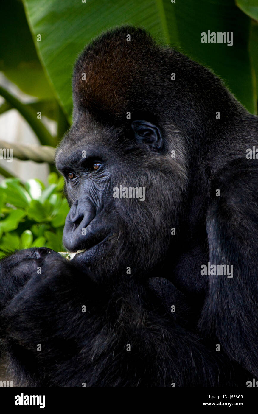 mammal monkey gorilla anthropoid mammal monkey mammals apes gorilla ...
