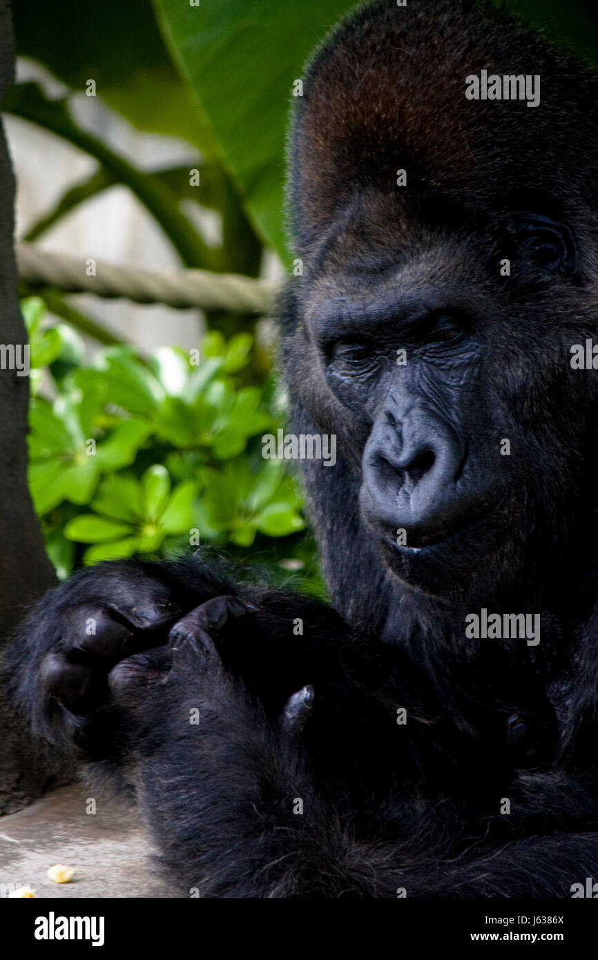 mammal monkey gorilla anthropoid mammal monkey mammals apes gorilla ...