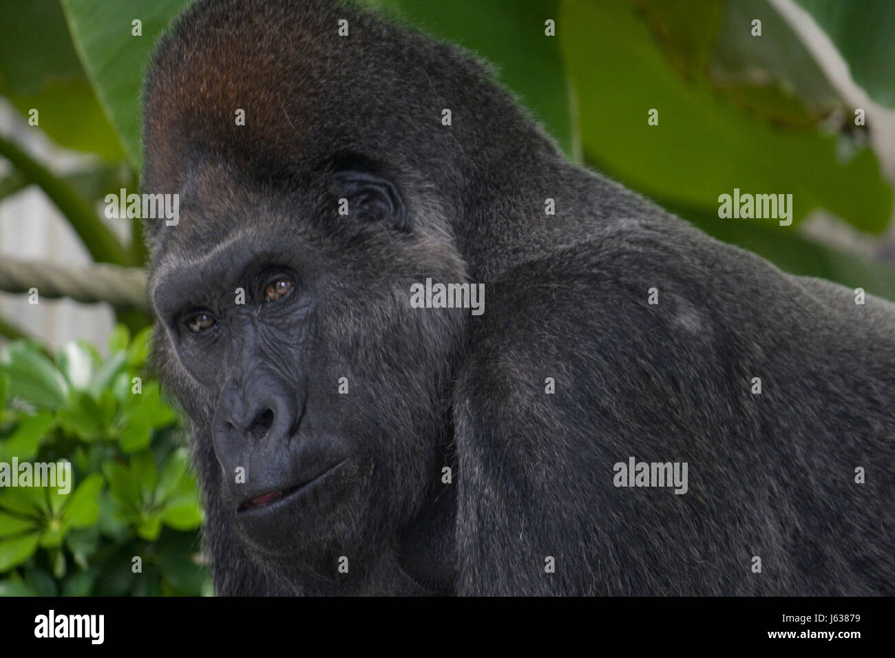 mammal monkey gorilla anthropoid mammal monkey mammals apes gorilla ...