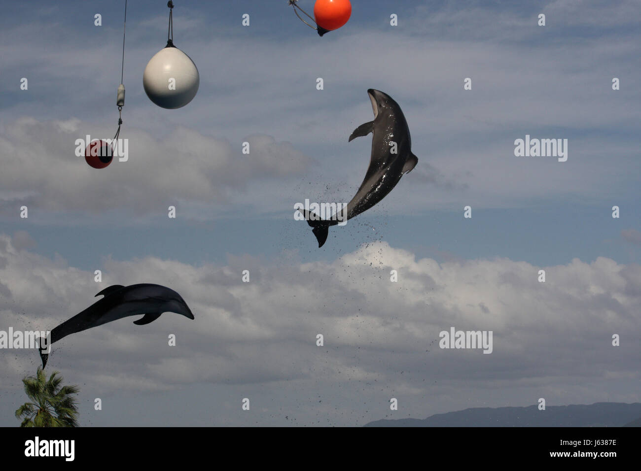 dolphin mammals pinball cackle swimming swiming swim swims to do the ...