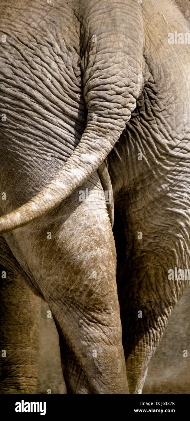 elephant skin ass tail arse bum wrinkles mammal asia elephant bull skin ...
