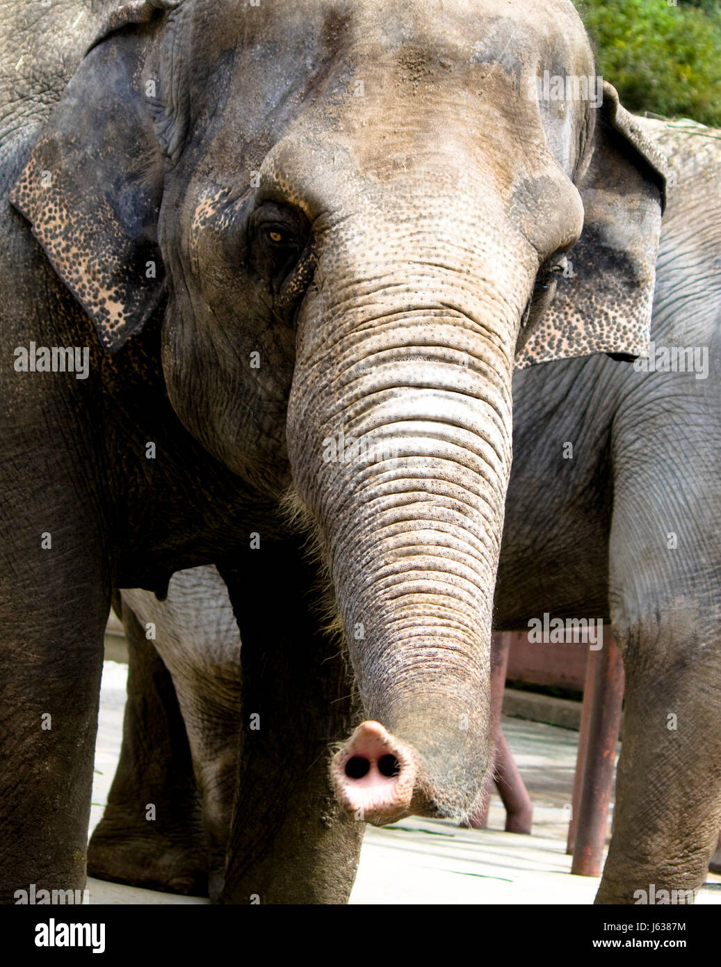 elephant bull eye organ proboscis mammal asia elephant bull eye organ ...