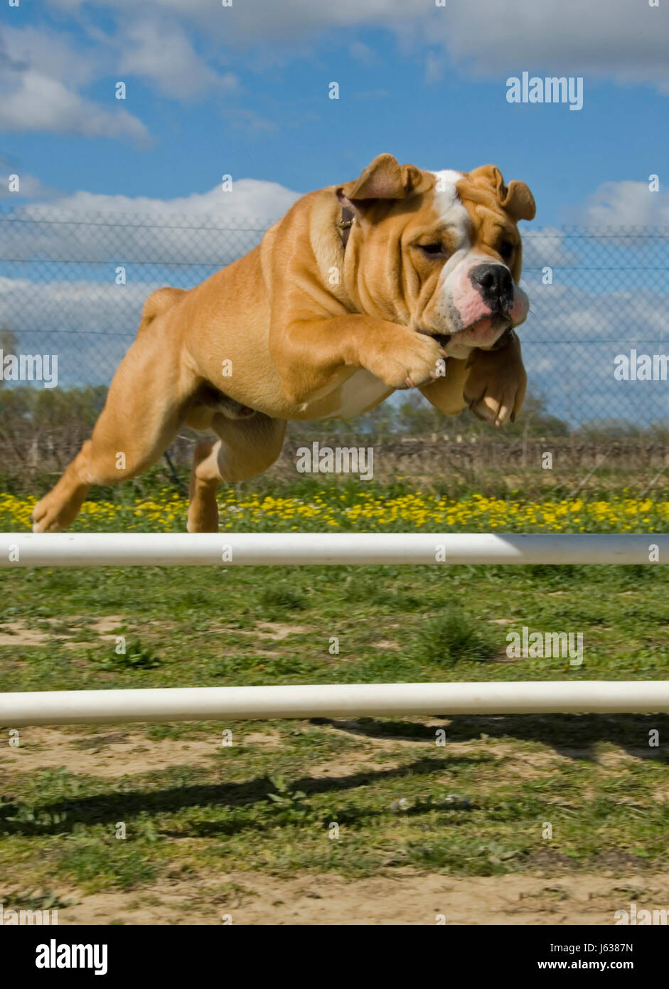 dog spring bouncing bounces hop skipping frisks jumping jump agility ...