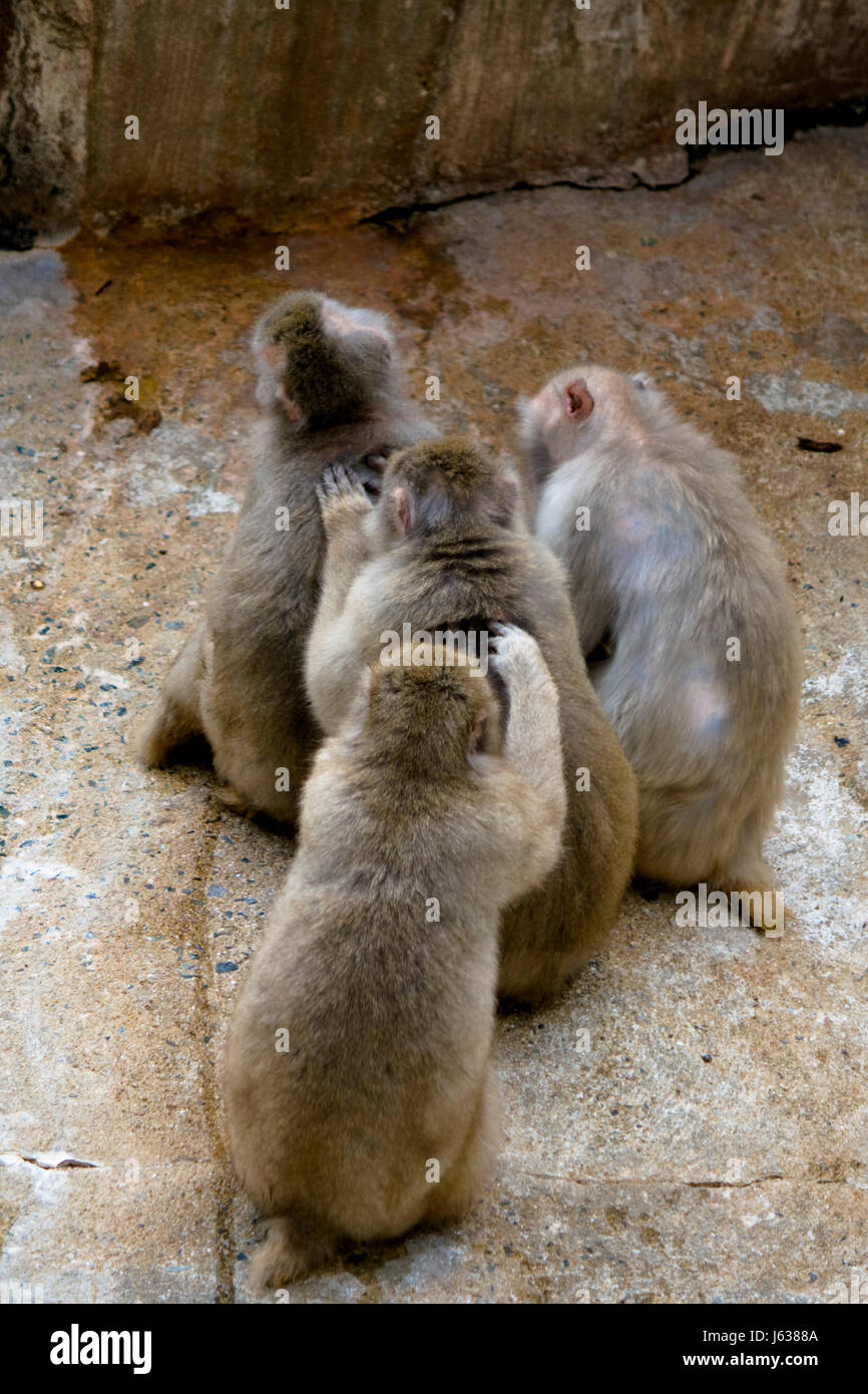 monkey skin apes baboon baboons familiy family monkey skin apes baboon ...