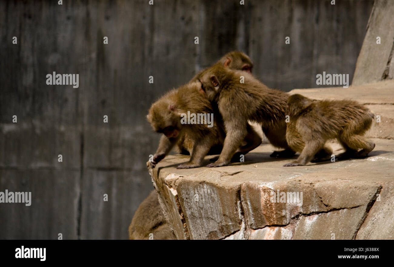monkey skin apes baboon familiy family monkey skin apes baboon baboons ...