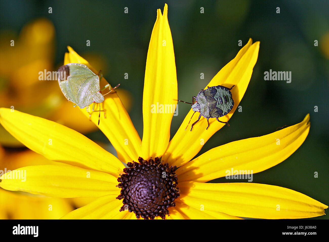 topview larva nymph animal insect couple pair nature stinkwanze ...