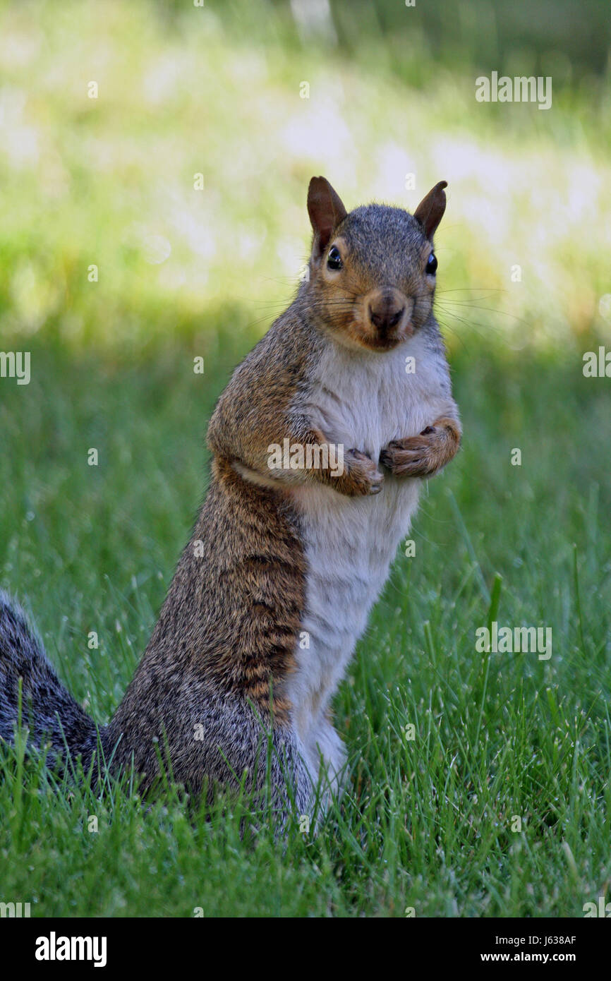 usa america standing squirrel garden animal mammal rodent usa look ...