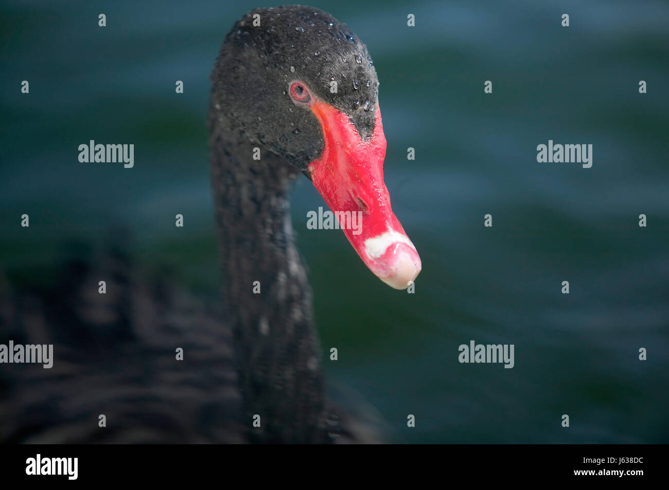 Swan nose hi-res stock photography and images - Alamy