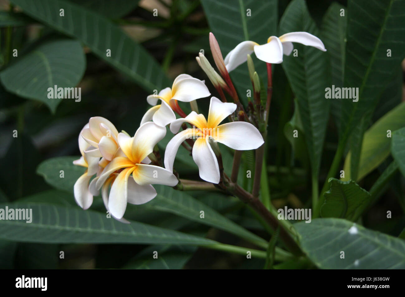 flowers of the temple tree Stock Photo - Alamy