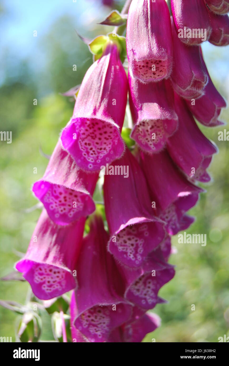 flower plant thimble digitalis red toxic poisonous protected sheltered ...