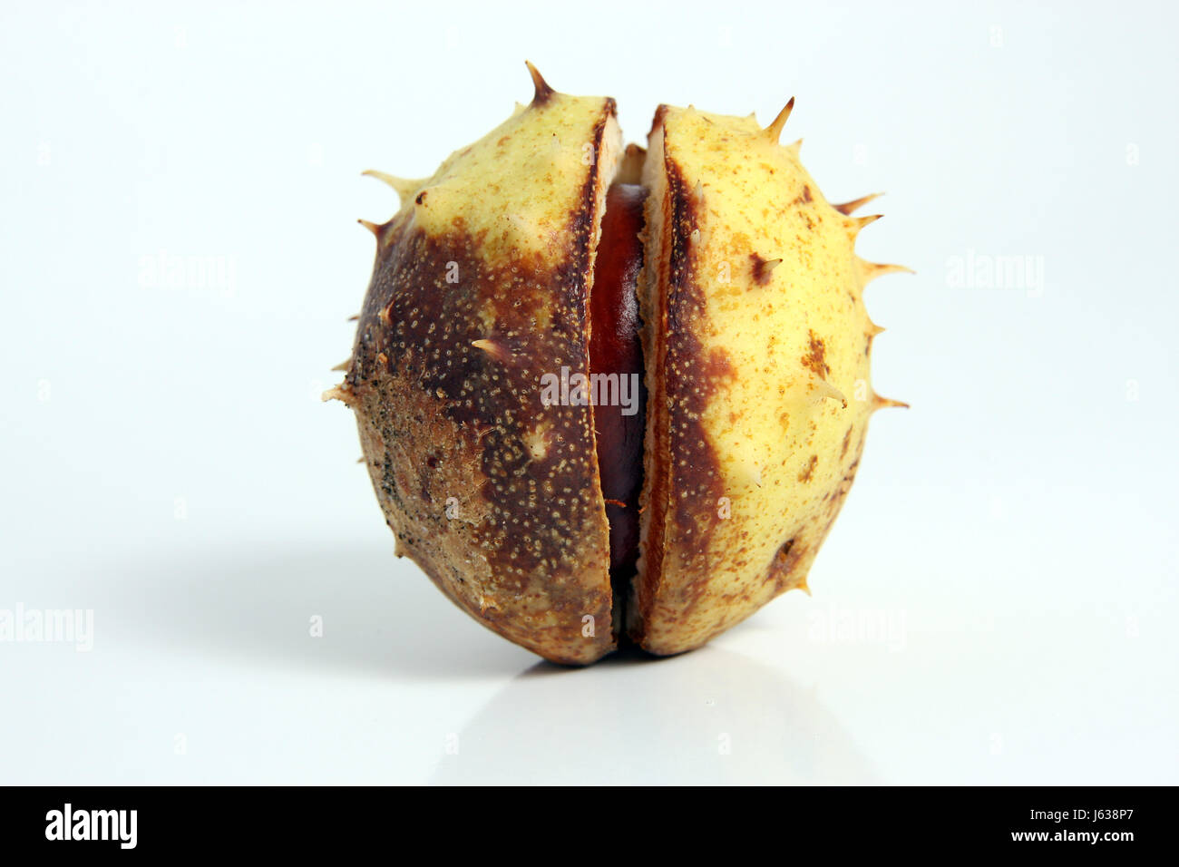 ripe fruit sting bowl chestnut thorn bursted hoarfrost ripe fruit sperm ...