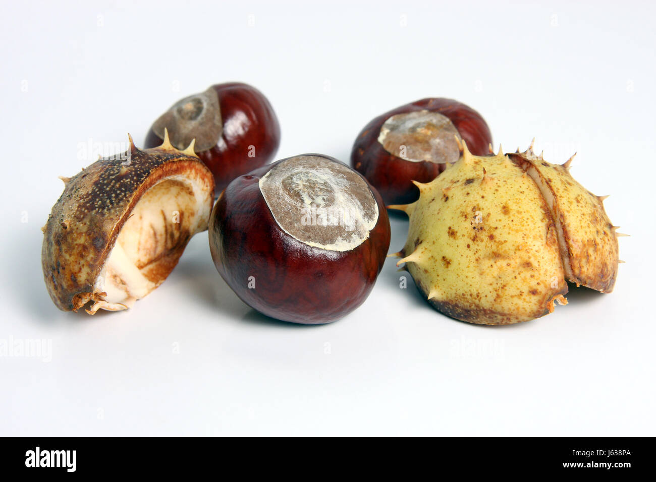 ripe fruit sting bowl chestnut thorn bursted hoarfrost ripe fruit sperm ...
