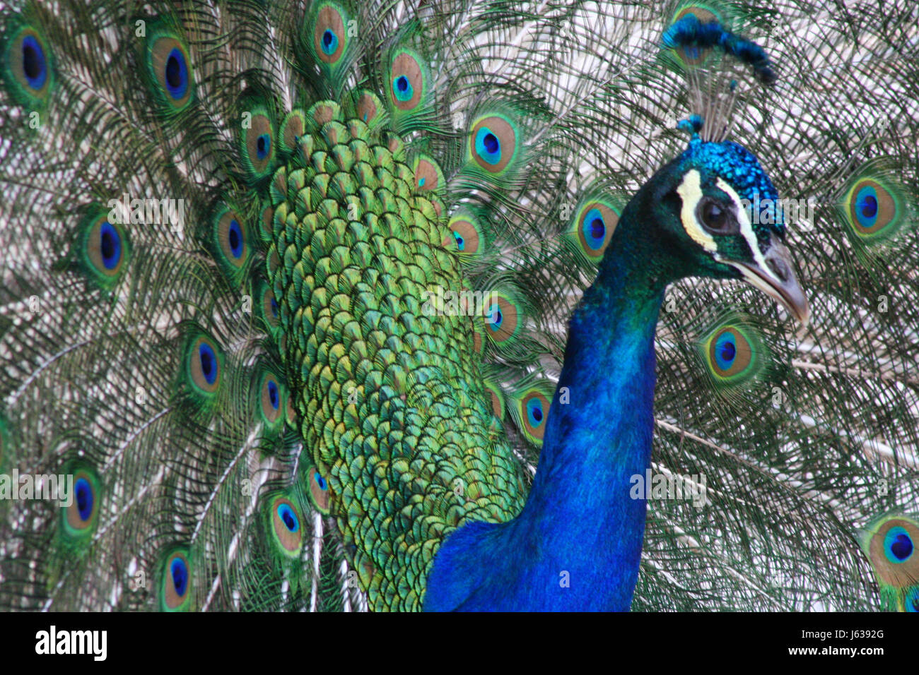Coloured peacock plumage hi-res stock photography and images - Alamy