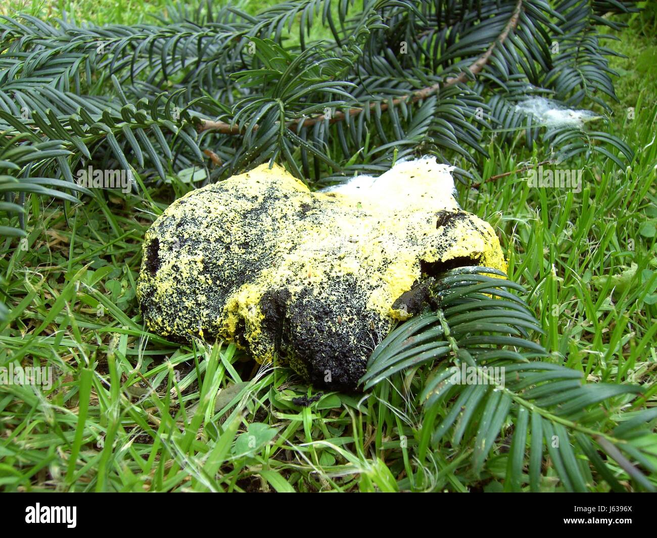 slime mold - slime mold 01 Stock Photo - Alamy