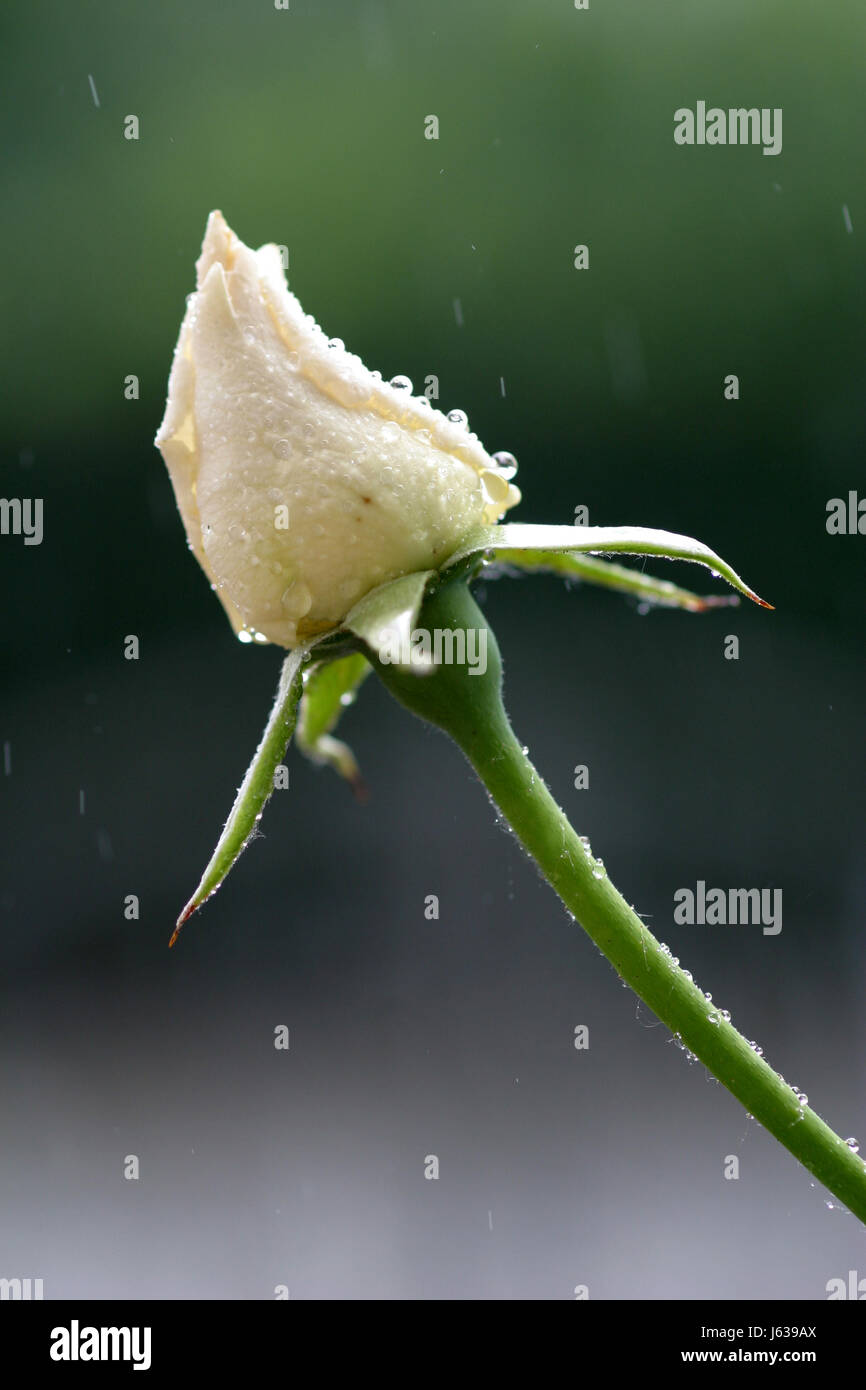 rose in the rain Stock Photo - Alamy