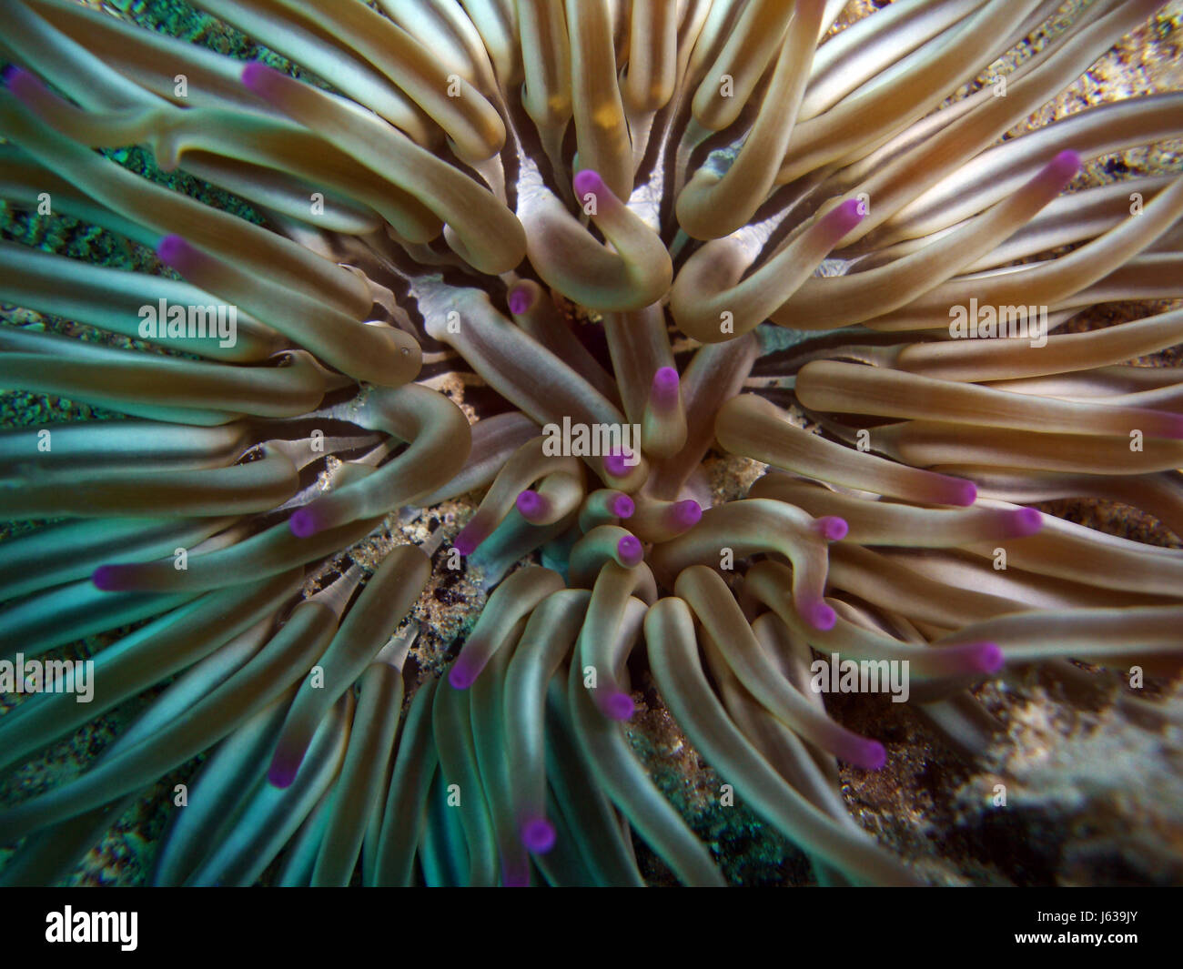 fauna water mediterranean salt water sea ocean poison adriatic sea ...