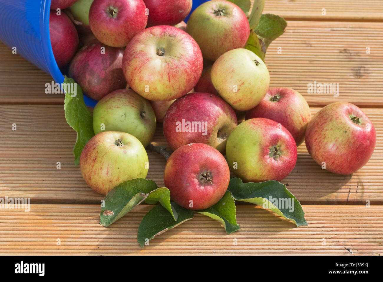 bucket of apples Stock Photo - Alamy