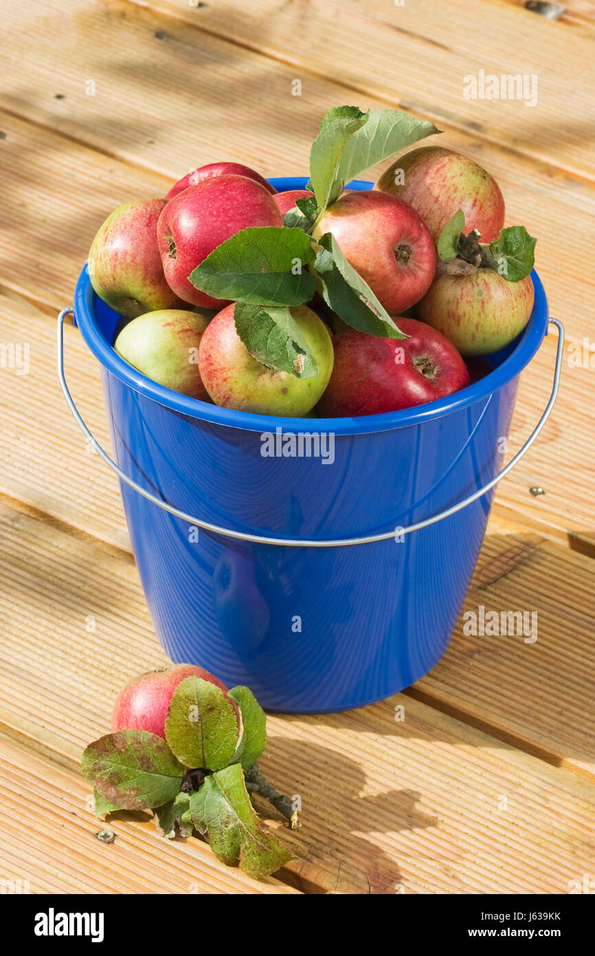 bucket of apples Stock Photo - Alamy