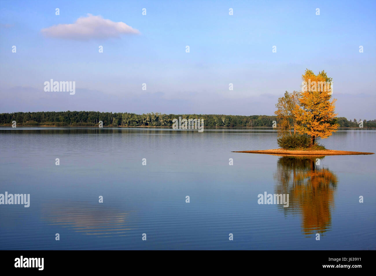 tree coloured colourful gorgeous multifarious richly coloured golden ...