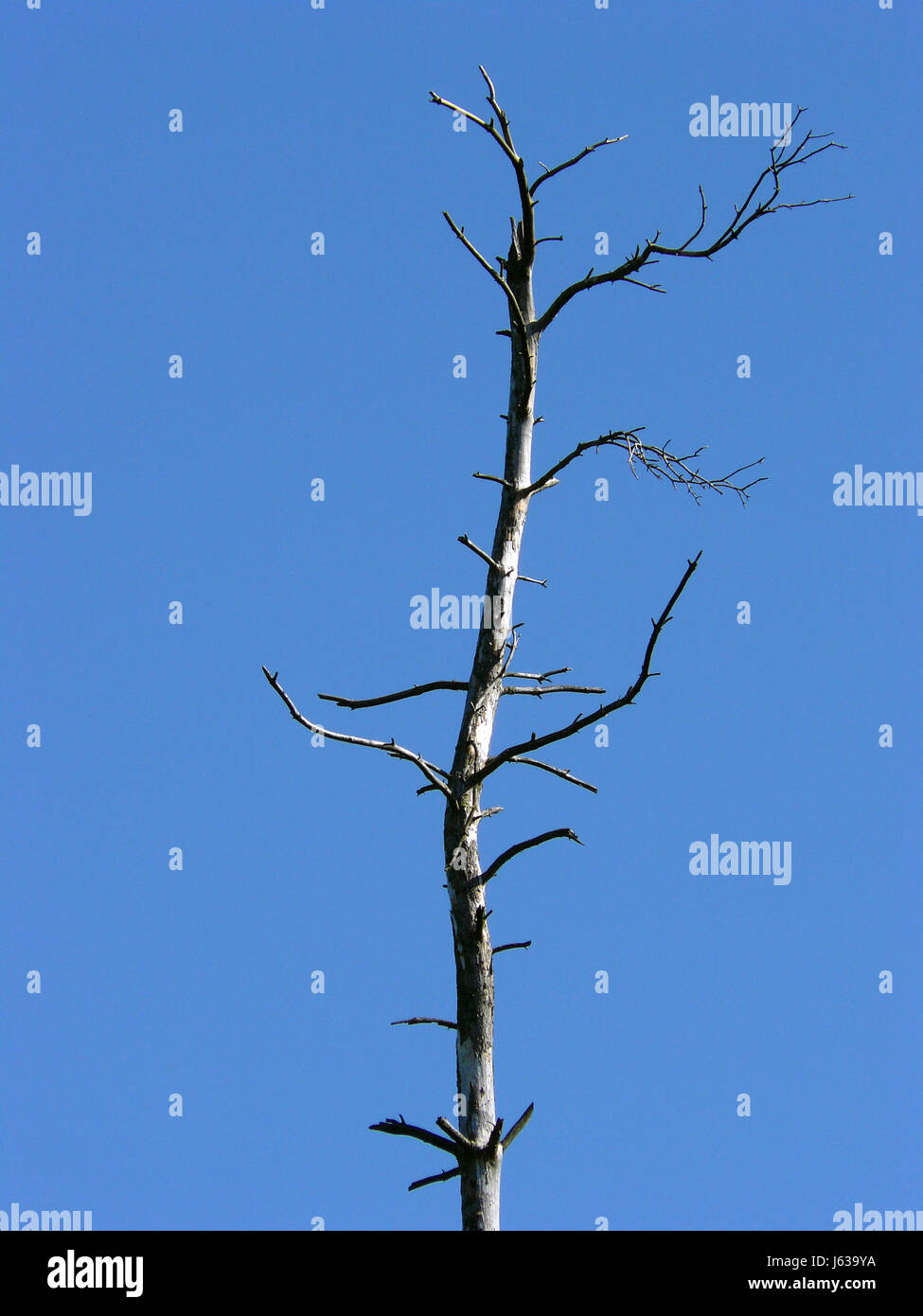 tree trunk branches branch sparse stinted dead blue tree branches ...