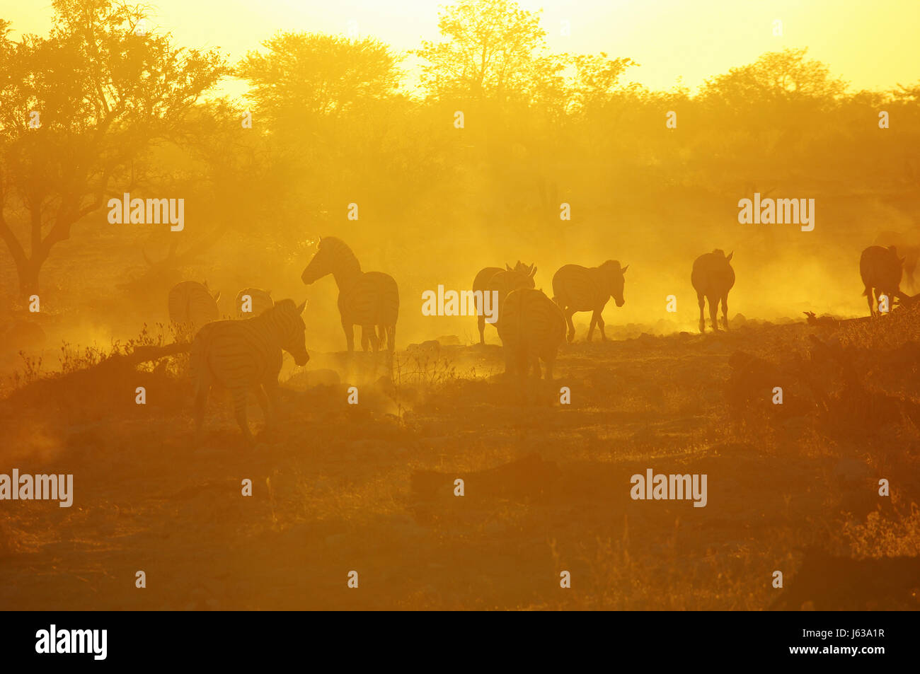 Ethosha nationalpark hi-res stock photography and images - Alamy