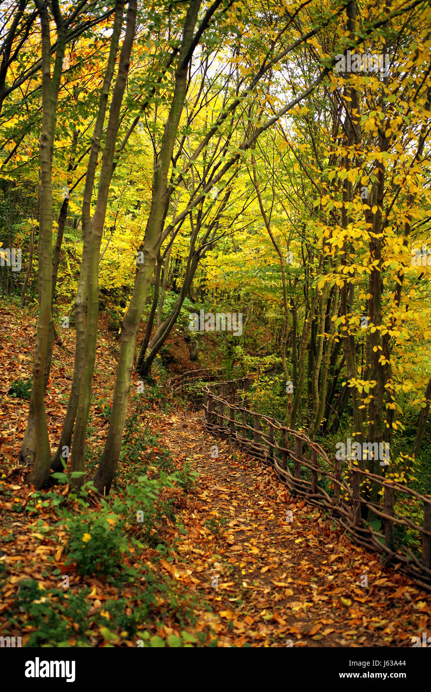 leaf tree trees branch path way forest fall autumn leaf tree trees park ...