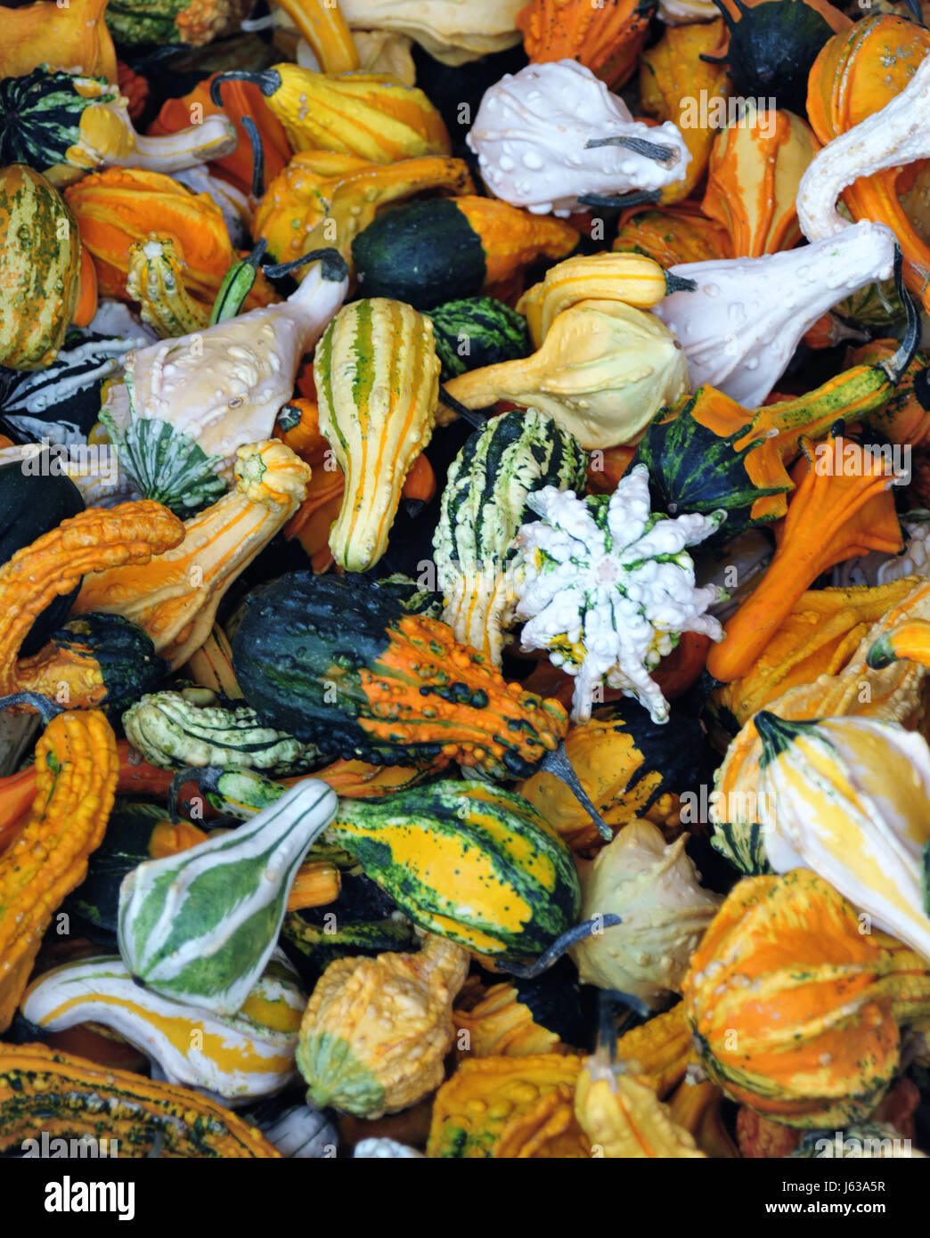 vegetable squash colorful gourd fall autumn green vegetable orange ...
