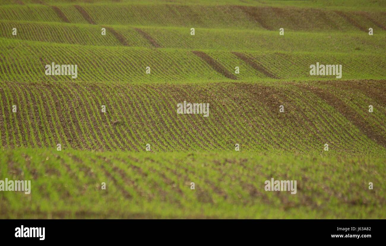 agriculture farming field row track linear seed meadow plant ...