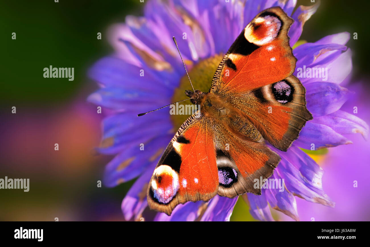insect butterfly moth flower plant bloom blossom flourish flourishing ...