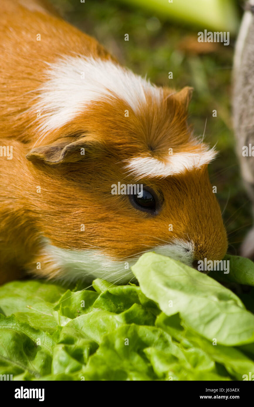 coloured colourful gorgeous multifarious richly coloured pets rodent ...