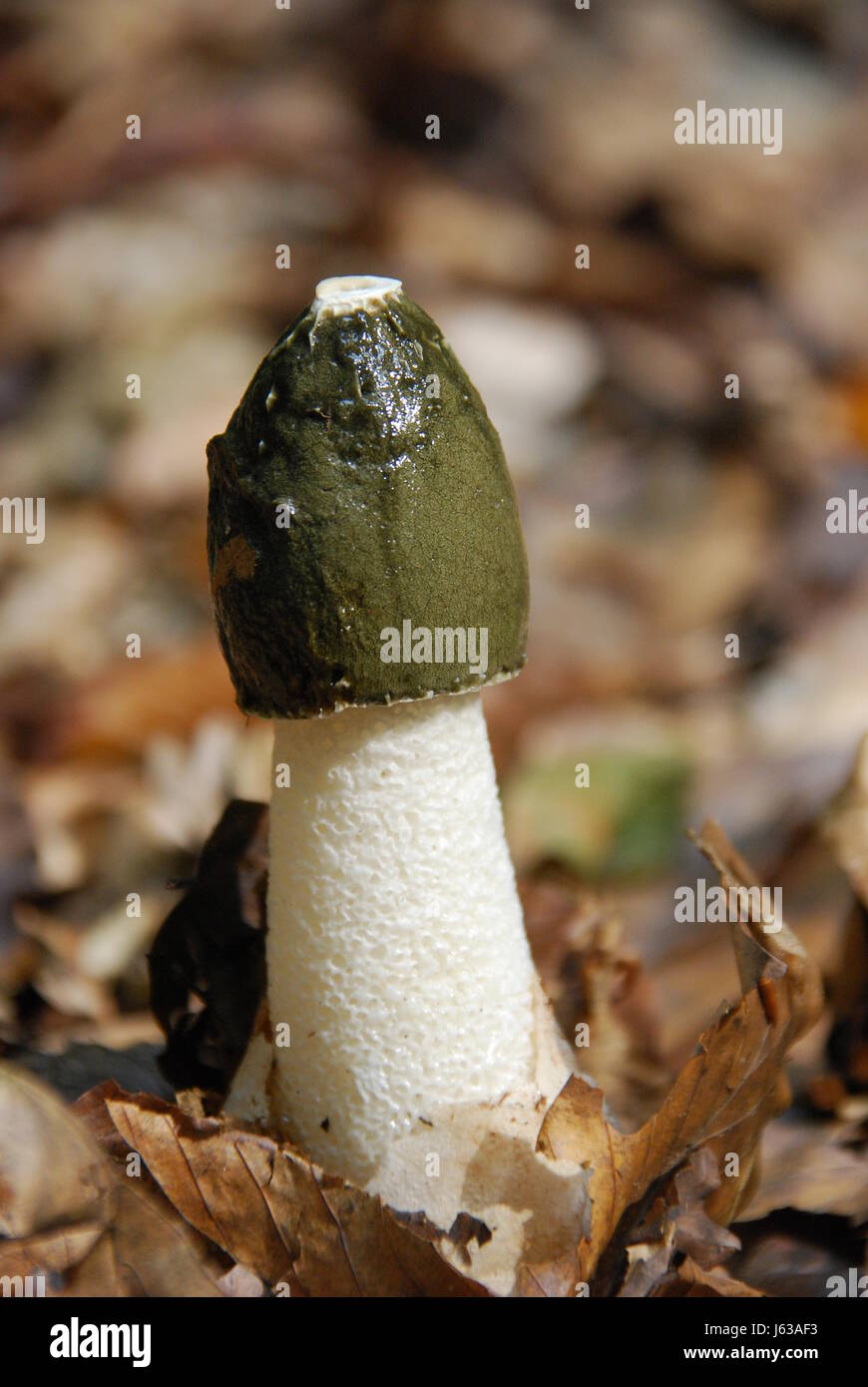 mushroom fungus leaves foliage mucous mushrooms stick sticking rod ...
