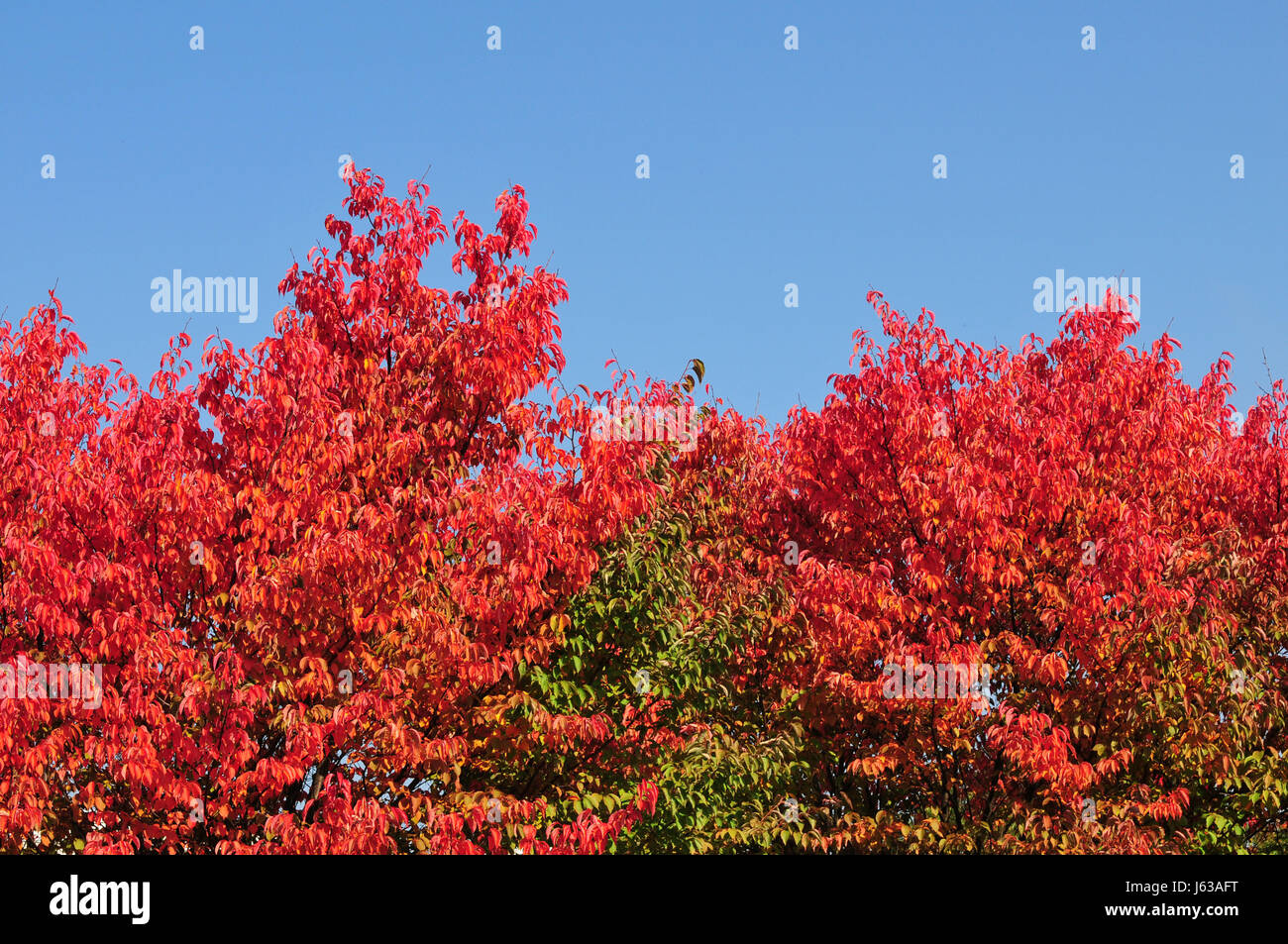 colour leaves autumnal atmosphere foliage fall autumn colour garden ...