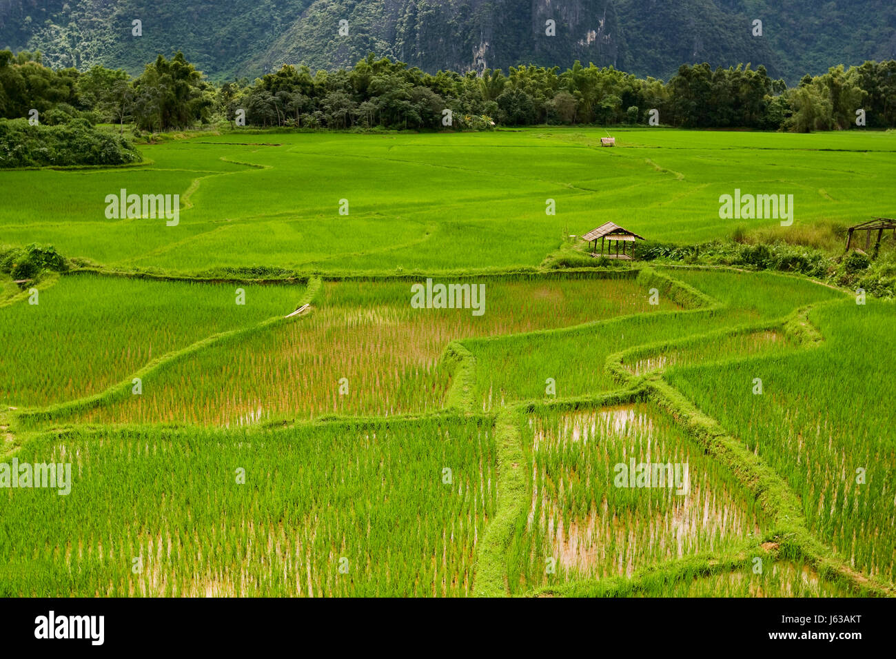 asia paddy field asia agriculture farming field flora paddy field ...