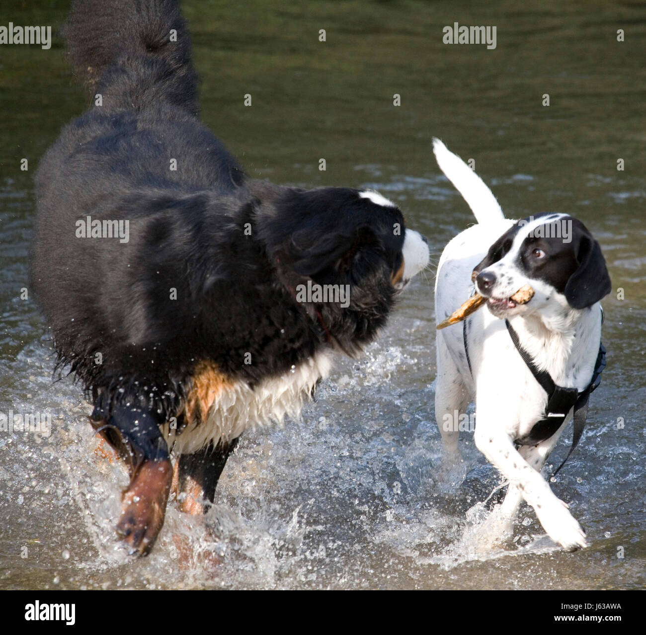 skin dog watchdog hound animal animals pets skin dog watchdog hound ...