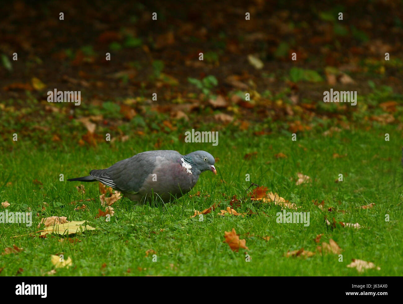 bird birds pigeon culver bird birds eyes feathers beak feathering ...