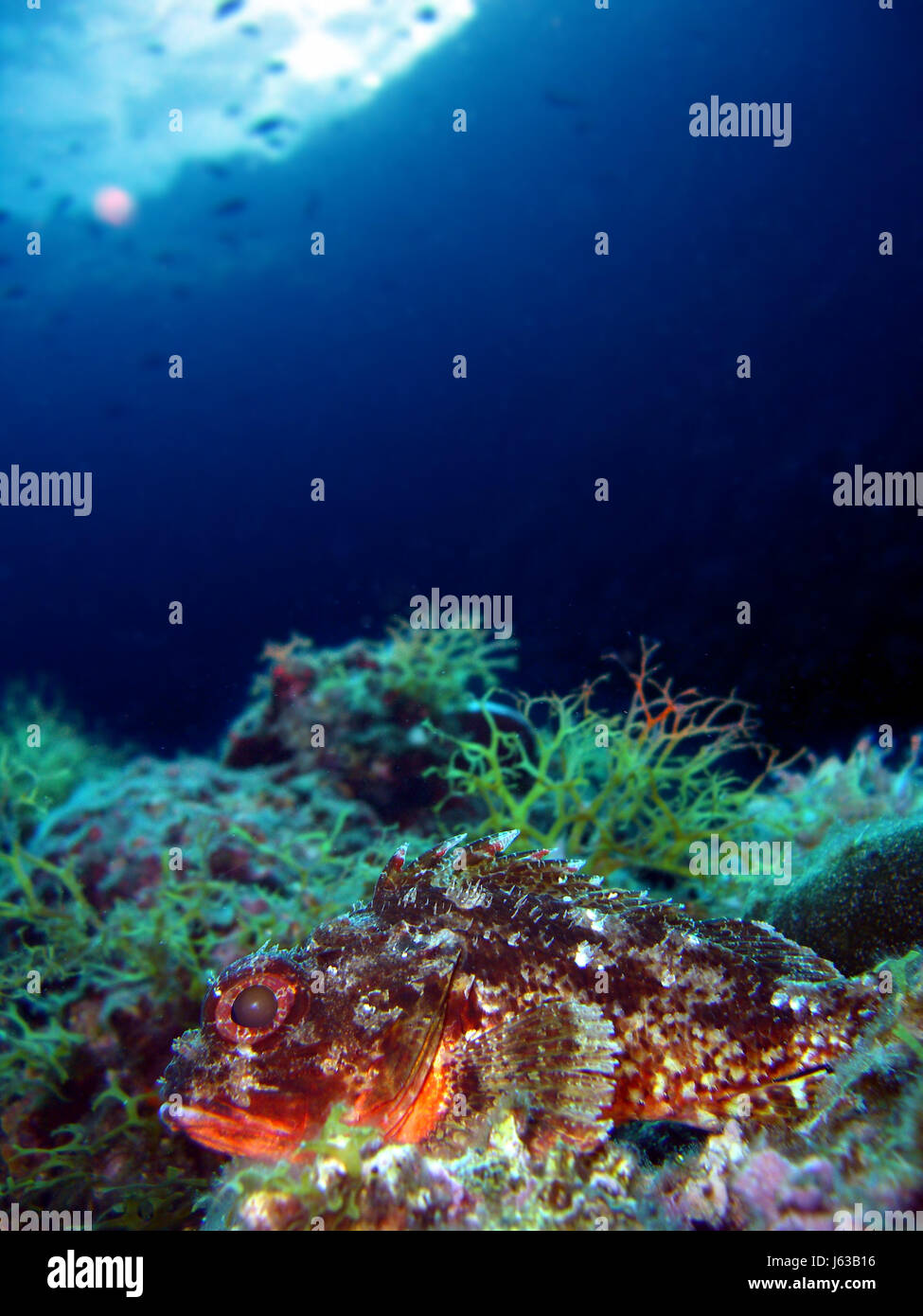 little brown scorpionfish Stock Photo - Alamy