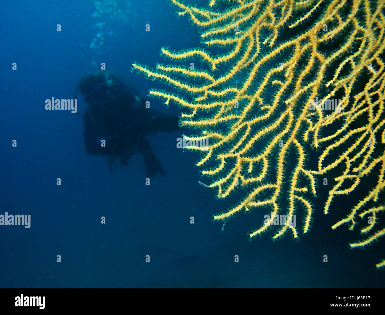 diver yellow coral water mediterranean salt water sea ocean underwater ...