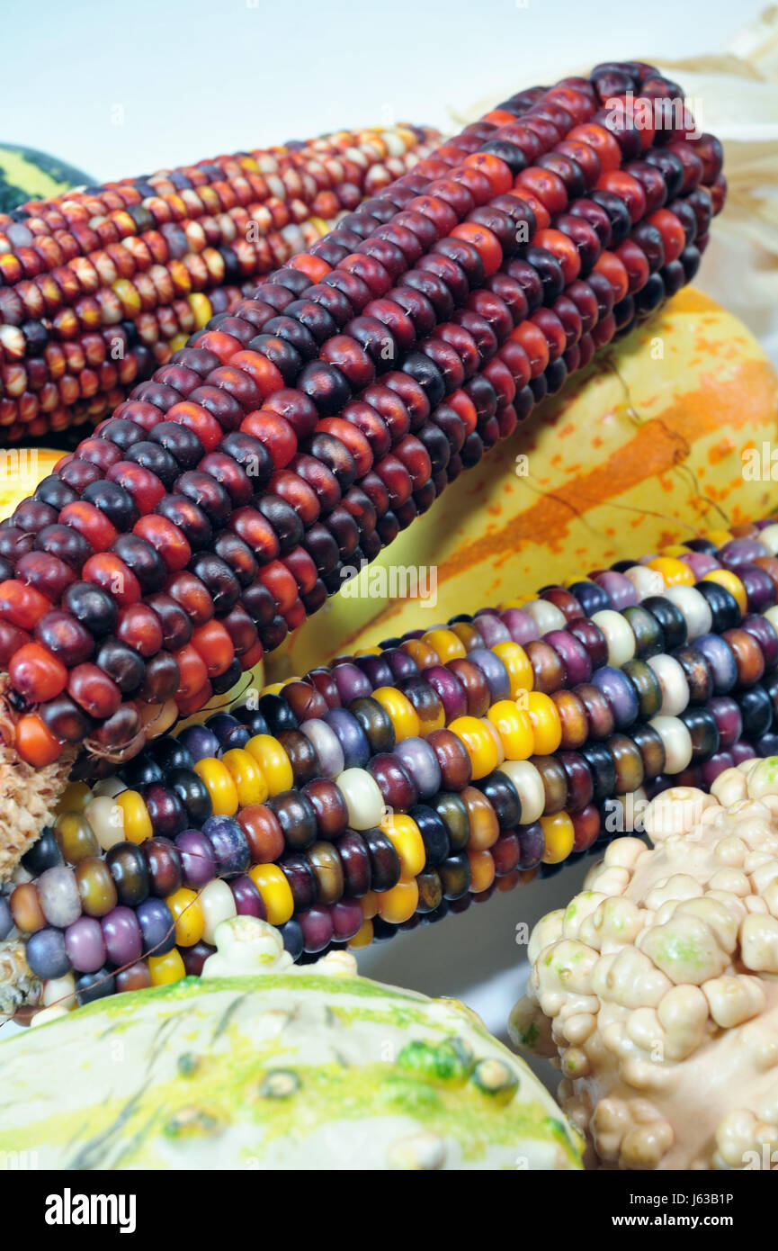 harvest corn kernel squash gourd indian cob fall autumn blue harvest ...