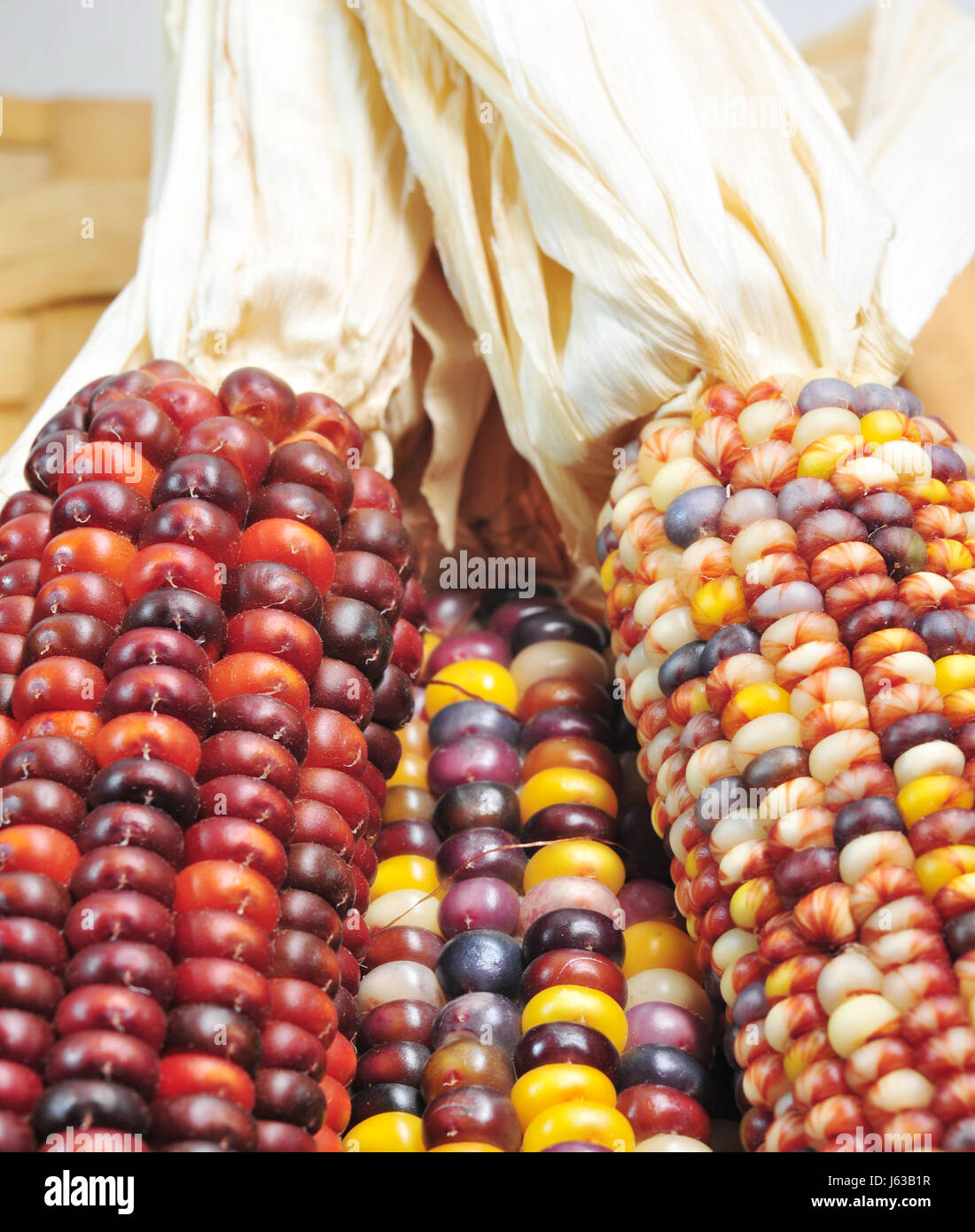 harvest corn kernel squash gourd indian cob fall autumn blue harvest ...