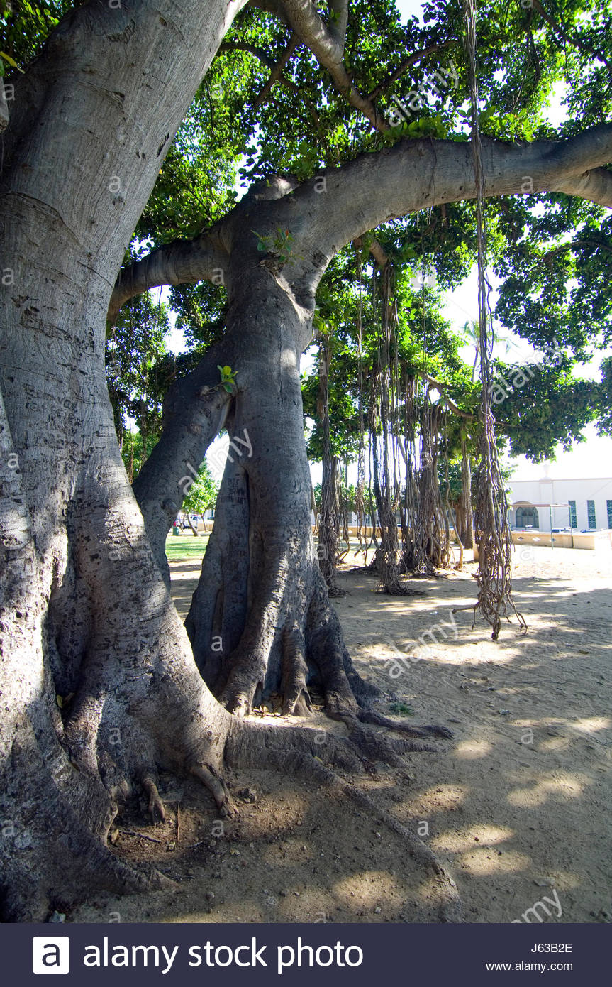 War Memorial Natatorium Hawaii High Resolution Stock Photography and ...