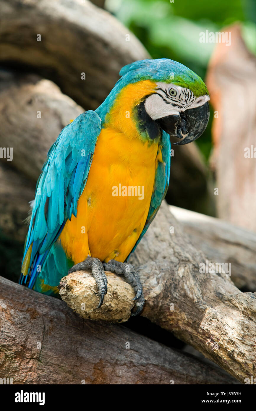 Speaking birds hi-res stock photography and images - Alamy