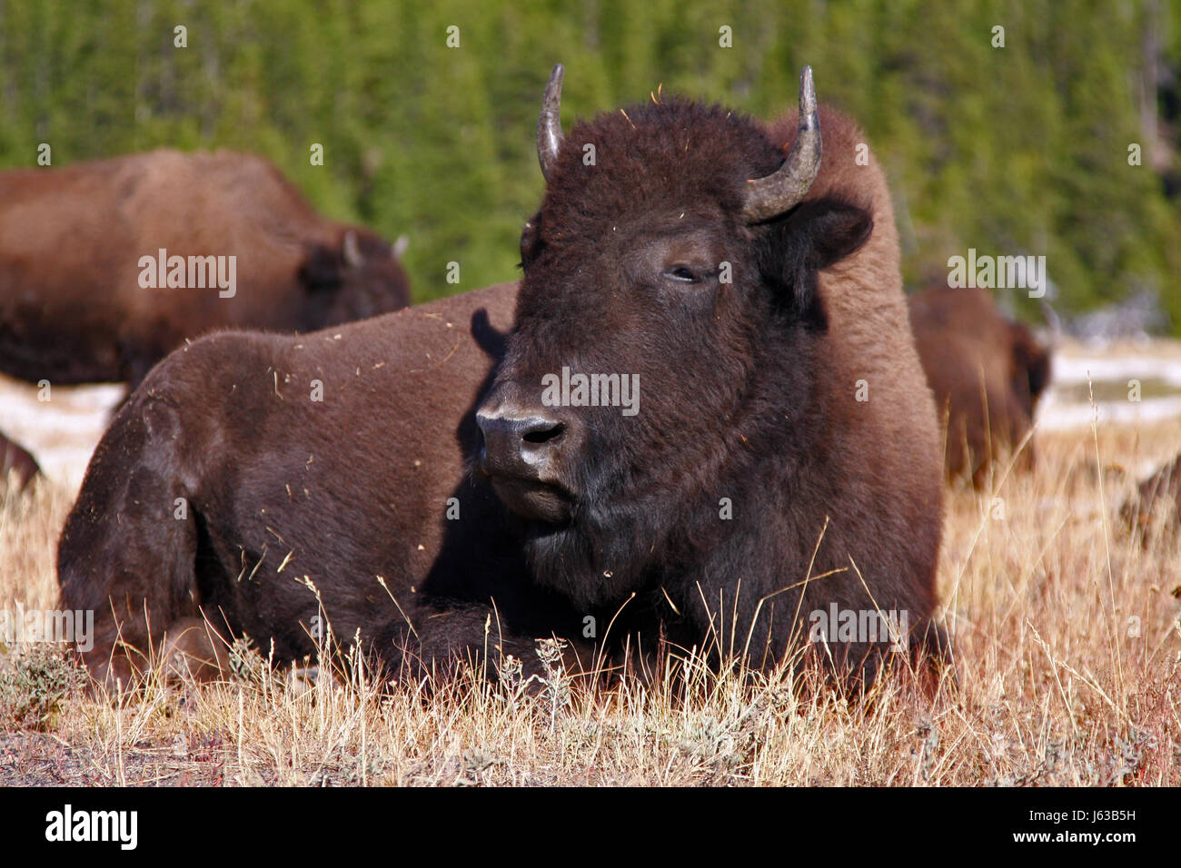 usa bison buffalo big large enormous extreme powerful imposing immense ...