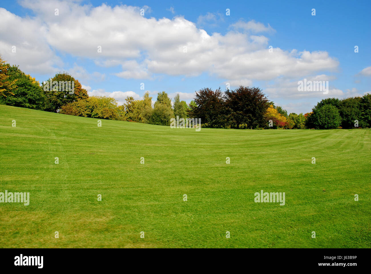 tree trees park leaves idyll fall autumn tree trees park leaves ...