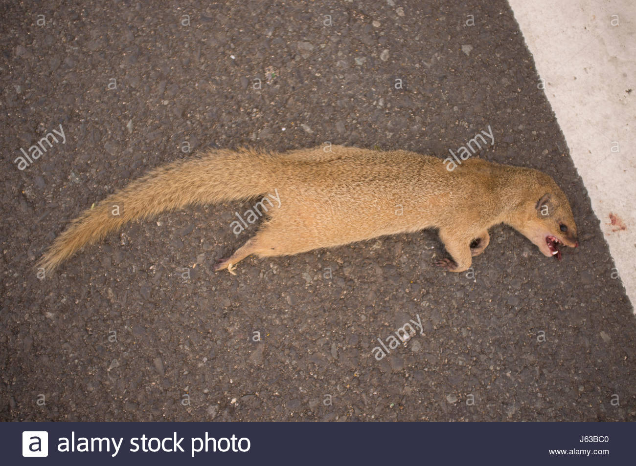 Mongoose Hawaii Stock Photos & Mongoose Hawaii Stock Images - Alamy
